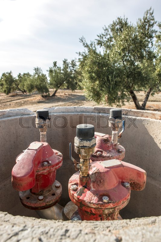 Olive trees and irrigation systems | Stock image | Colourbox
