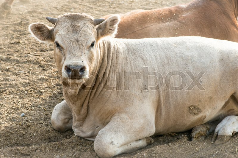 One bull in farm. Close up | Stock image | Colourbox