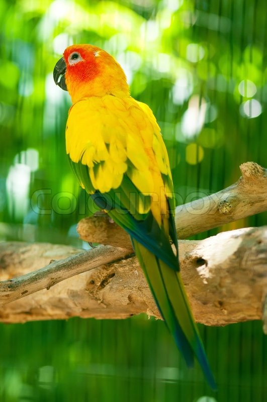 Bunte Papageien Vogel sitzt auf der ... | Stock Bild | Colourbox