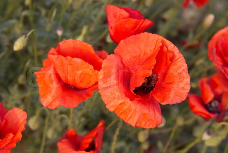 Field of schöne rote Mohn mit grünen ... | Stock Bild | Colourbox