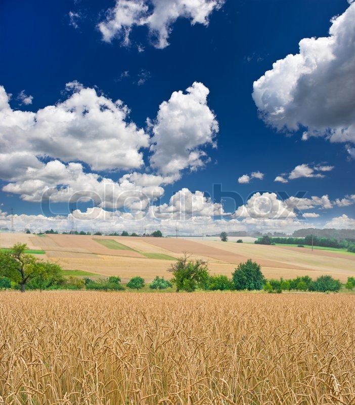 Countryside. landscape with wheat field ... | Stock image | Colourbox