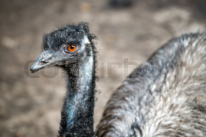 Closeup of emu on blur background | Stock image | Colourbox