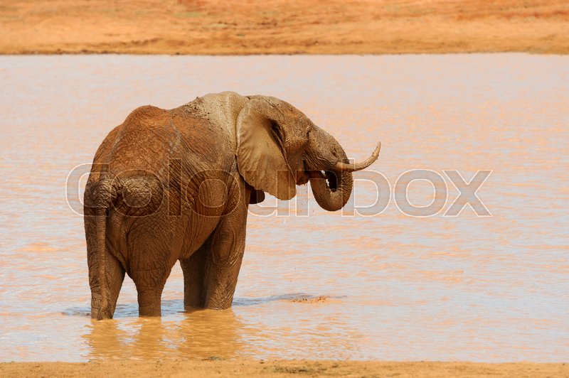 Elephant in lake. National park of ... | Stock image | Colourbox