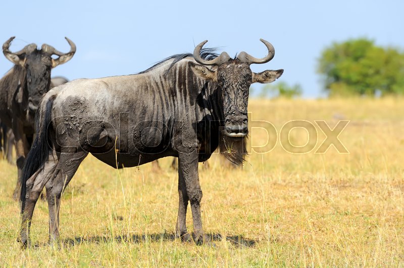 Wildebeest in savannah, National park ... | Stock image | Colourbox