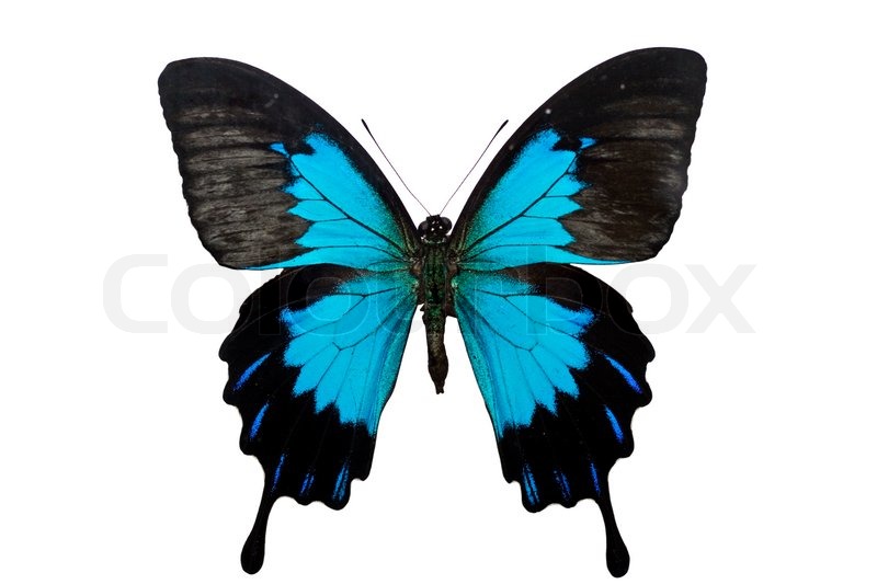 Ulysses Butterfly Flying