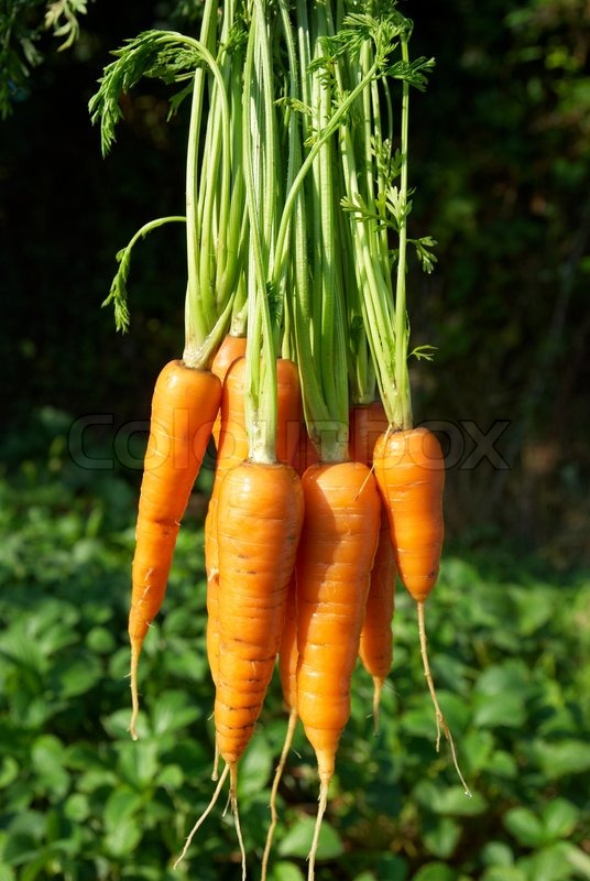 Bunch of Karotten mit grünen soft ... | Stock Bild | Colourbox