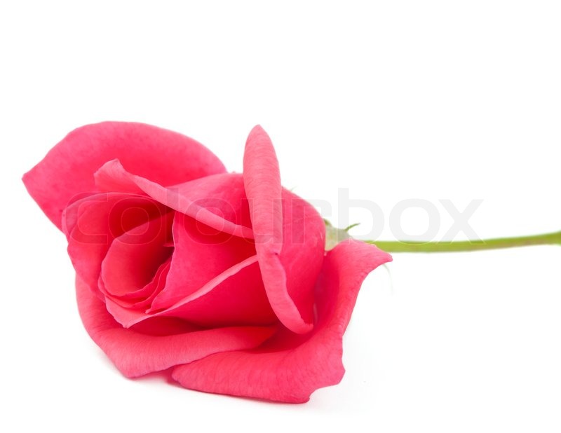 Rosa Rose auf weißem Hintergrund | Stock Bild | Colourbox