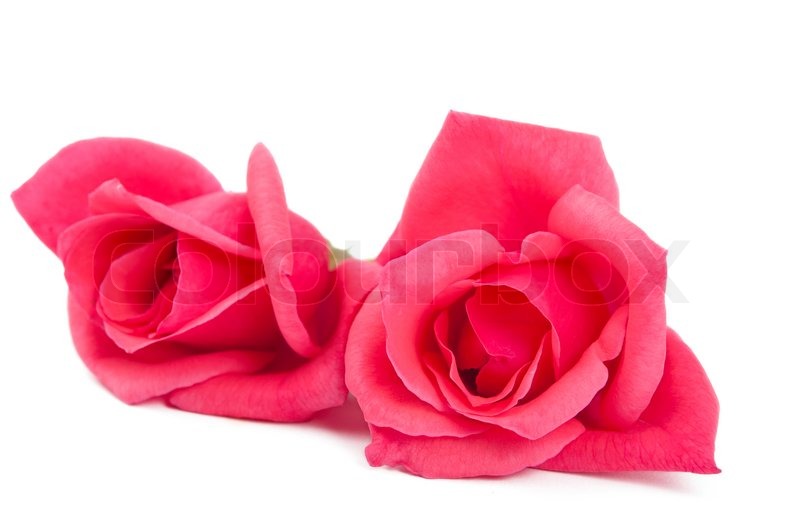 Rosa Rose auf weißem Hintergrund | Stock Bild | Colourbox