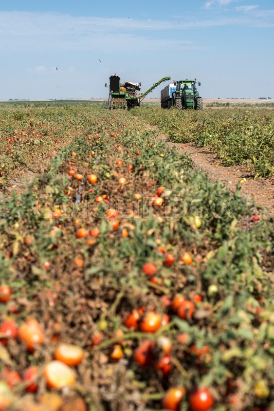 Harvester collects tomatoes in trailer | Stock image | Colourbox