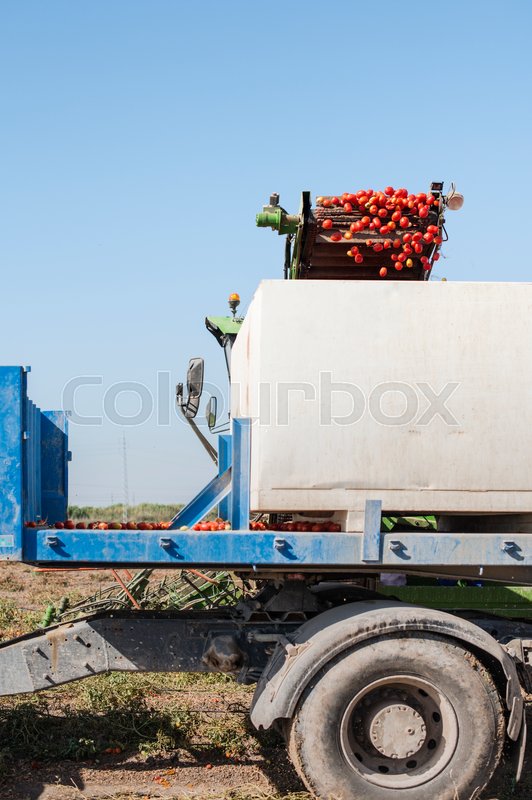 Harvester collects tomatoes in trailer. ... | Stock image | Colourbox