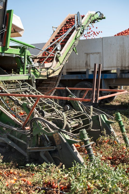 Harvester collects tomatoes in trailer | Stock image | Colourbox