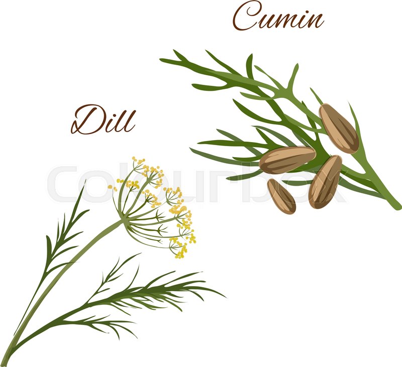 Cumin Plant