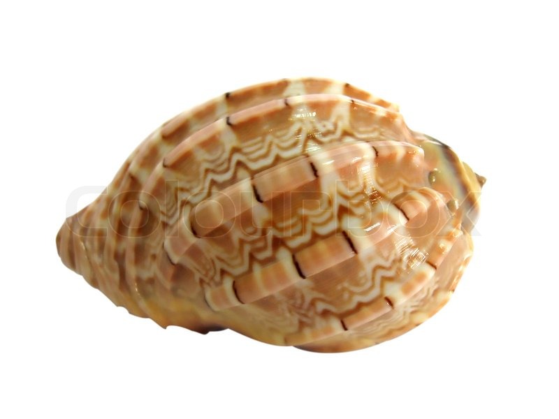 The conch, isolated on a white ... | Stock image | Colourbox