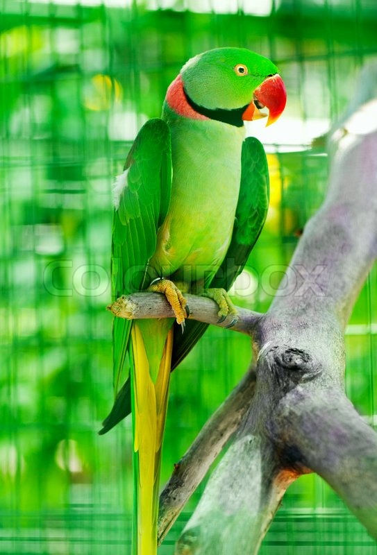 Colourful parrot bird sitting on the ... | Stock image | Colourbox