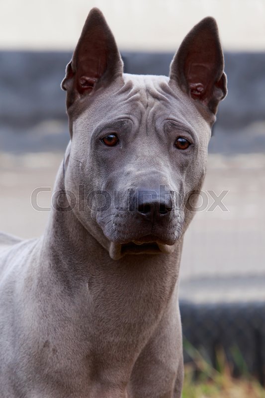 Blue Ridgeback