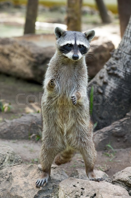 Raccoon sitting and staring intently | Stock image | Colourbox
