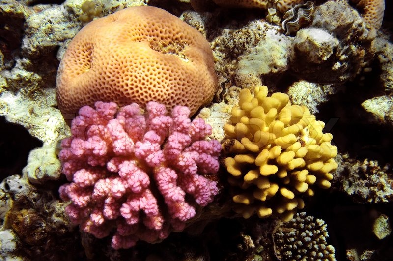 Different Kinds Of Coral