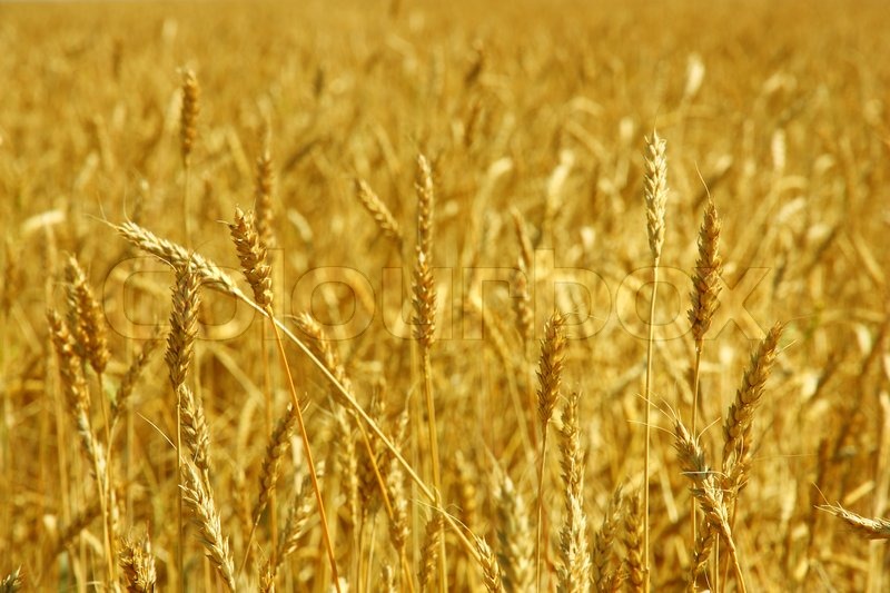 Yellow grain ready for harvest growing ... | Stock image | Colourbox