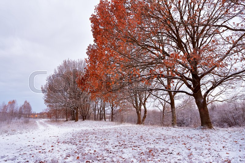 First snow in the autumn park. Fall ... | Stock image | Colourbox