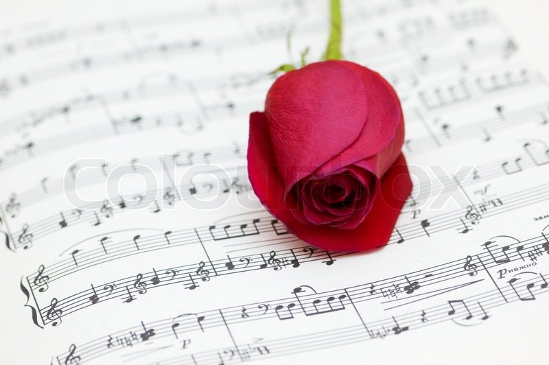 Single red rose on musical notes page | Stock image | Colourbox