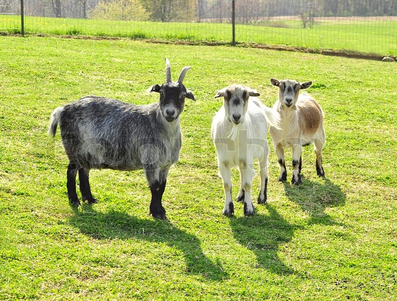 Goats in the farm | Stock image | Colourbox