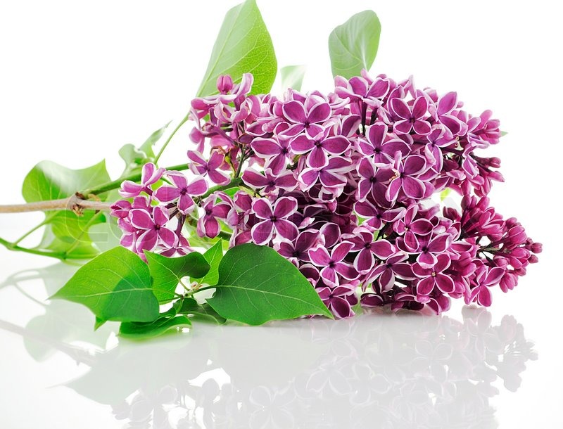 Blühender Flieder auf weißem ... | Stock Bild | Colourbox