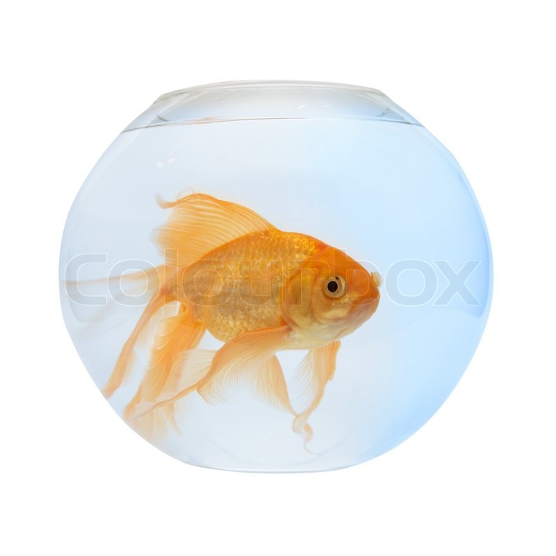 Ein goldener Fisch im Aquarium isoliert ... | Stock Bild | Colourbox