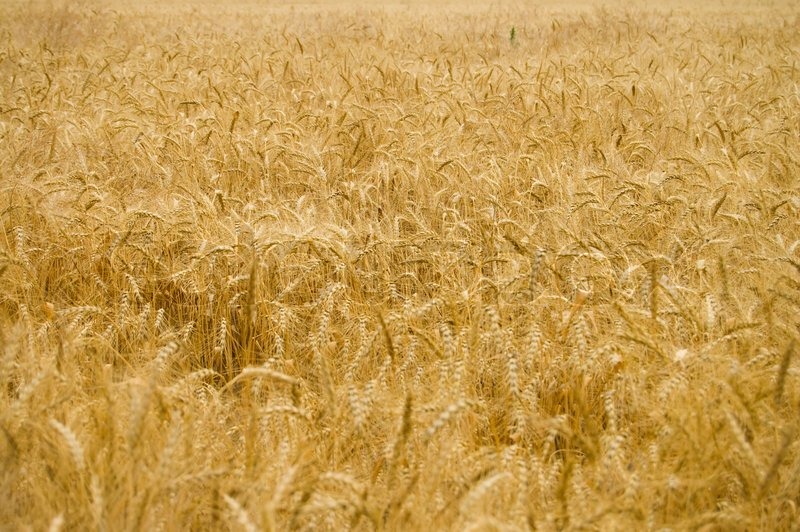Field of ripe wheat gold color south ... | Stock image | Colourbox