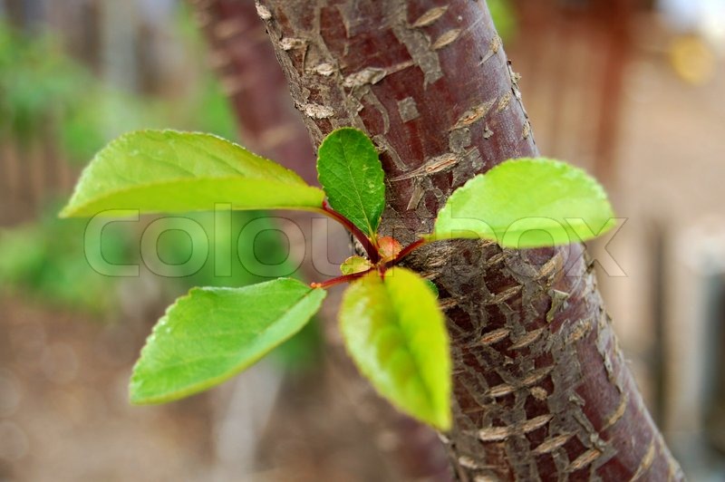 Green leaves of sprout of cherry on a ... | Stock image | Colourbox