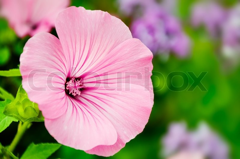 Nahaufnahme von rosa Blume auf grünem ... | Stock Bild | Colourbox