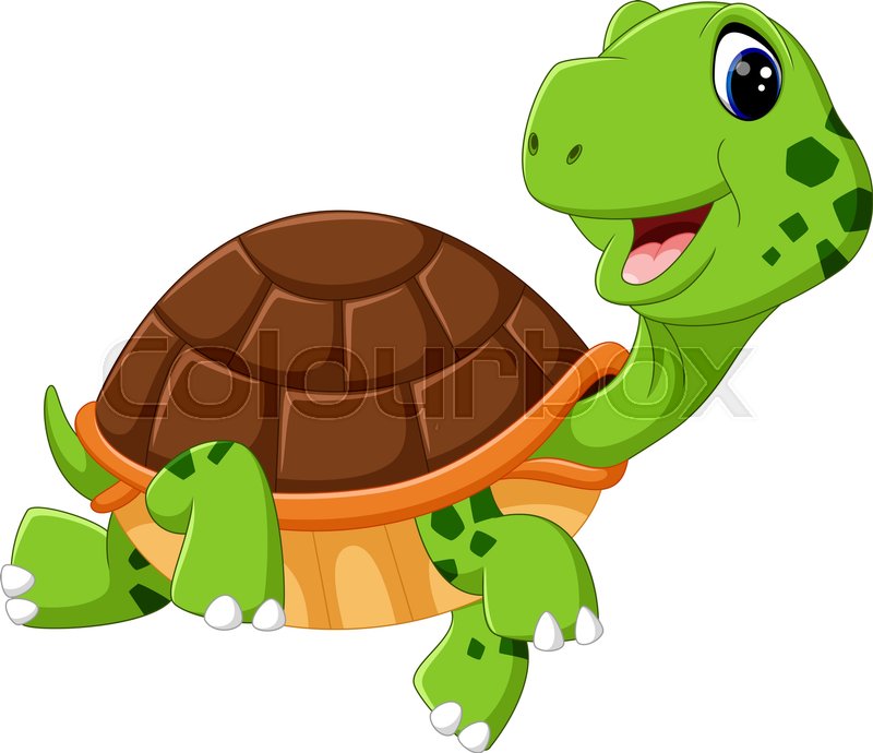 Box Turtle Vector