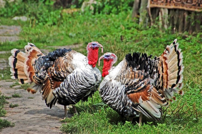 Zwei männliche Truthahn auf Dorf Innenhof | Stockfoto | Colourbox