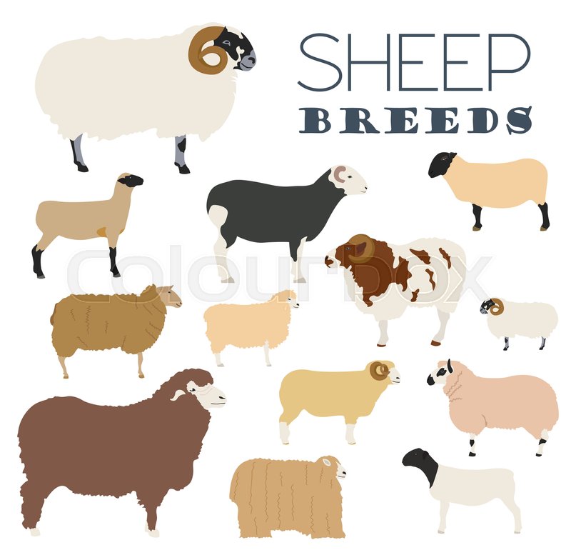 Sheep breed icon set. Farm animal. ... | Stock vector | Colourbox
