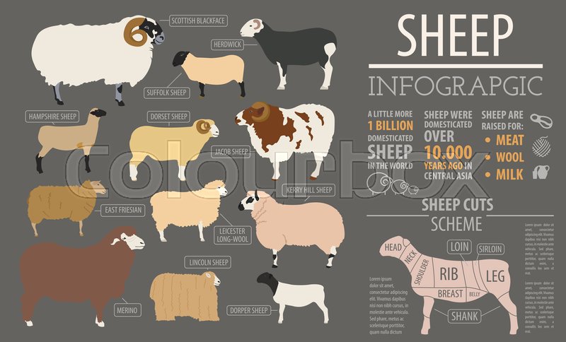 Sheep breed infographic template. Farm ... | Stock vector | Colourbox