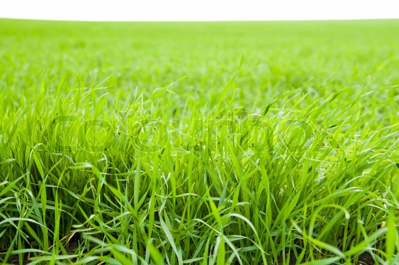 Schöner grüner Rasen-Gras | Stock Bild | Colourbox