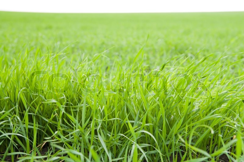 Green grass of winter field | Stock image | Colourbox