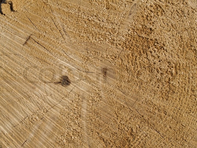 CUT LOG WOOD GRAIN | Stock image | Colourbox