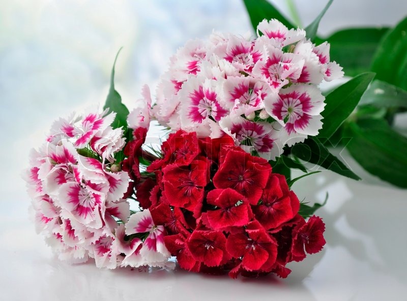 Bunte Nelken , Nahaufnahme | Stock Bild | Colourbox