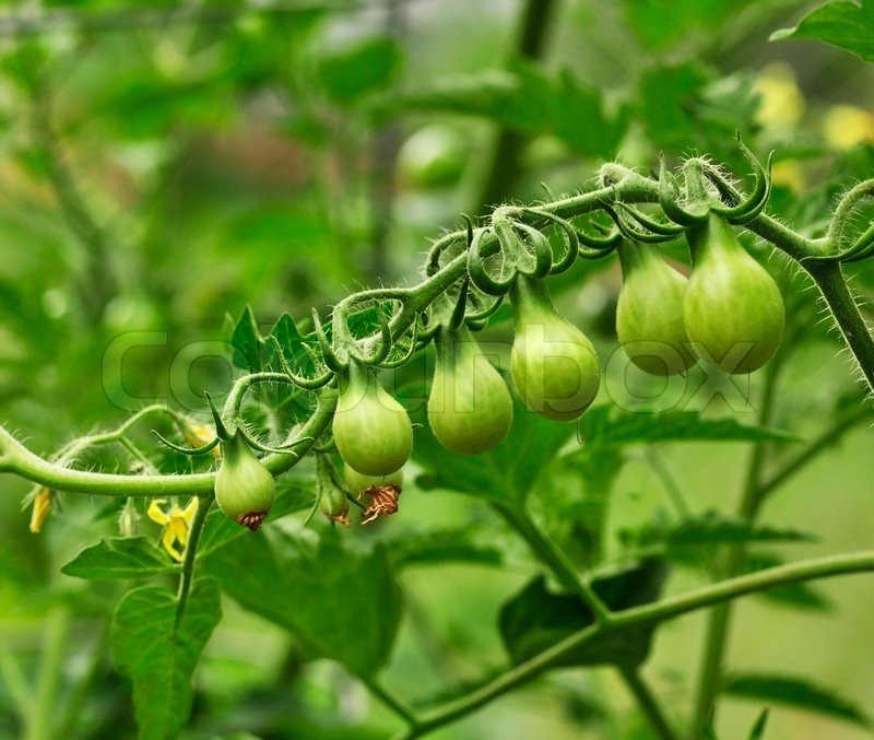 Small green tomatoes in the garden | Stock Photo | Colourbox