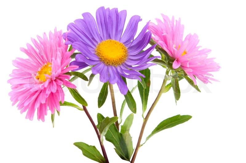 Aster on a white background | Stock image | Colourbox
