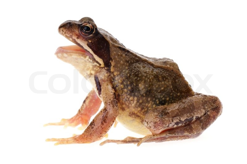 Common european frog, Rana temporaria, ... | Stock image | Colourbox