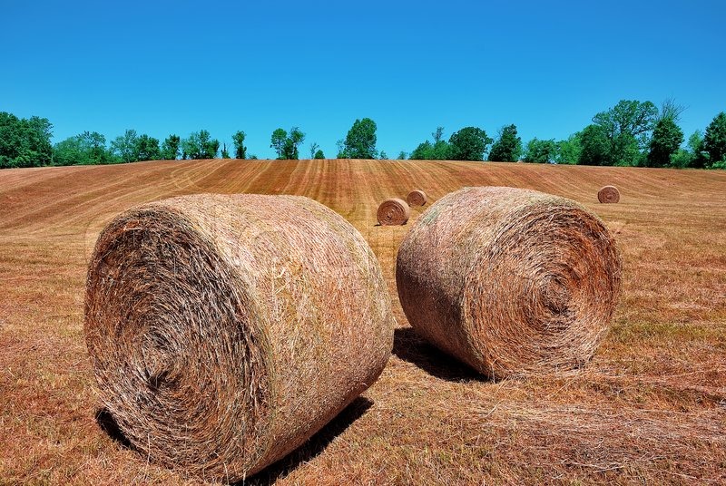 Haystacks in the field after a ... | Stock image | Colourbox