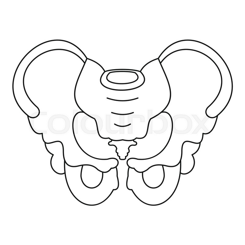 Pelvis icon. Outline illustration of ... | Stock vector | Colourbox