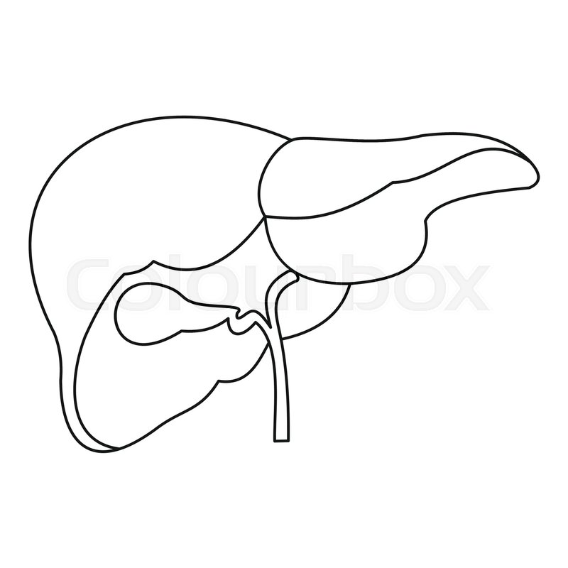 Liver icon. Outline illustration of ... | Stock vector | Colourbox
