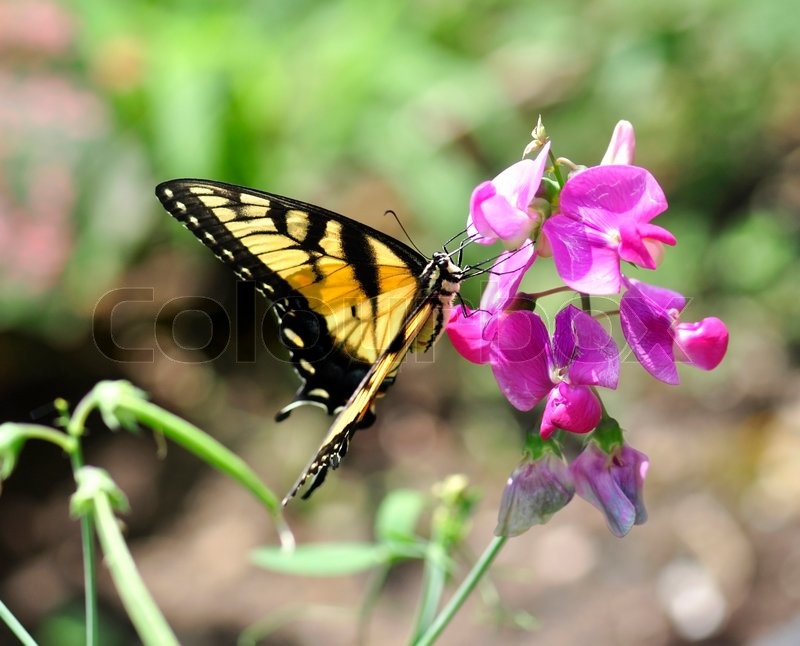 A yellow butterfly on sweet peas ... | Stock image | Colourbox