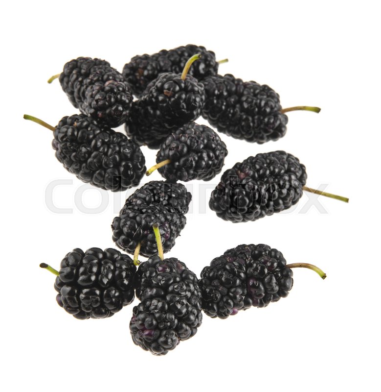 Mulberry isolated on a white background ... | Stock image | Colourbox