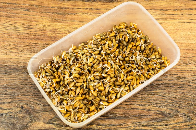 Germinated Wheat, Rye and Barley Studio ... | Stock image | Colourbox