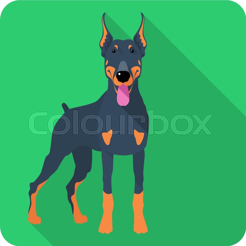 Vector serious dog Doberman Pinscher ... | Stock vector | Colourbox