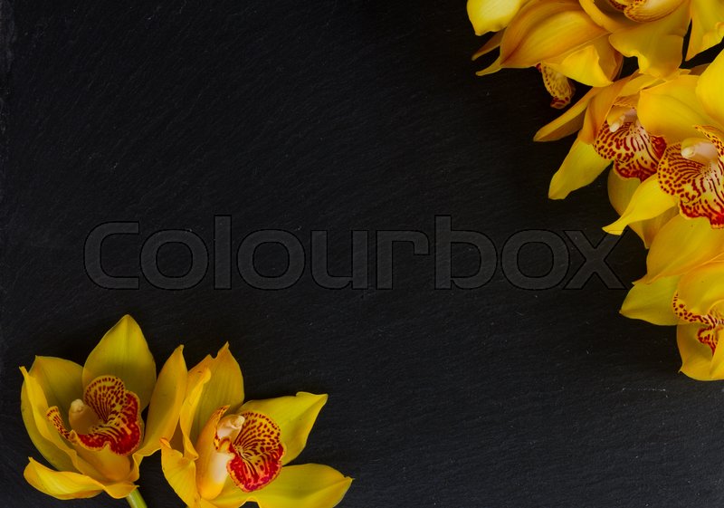 Yellow orchid flowers on black frame ... | Stock image | Colourbox