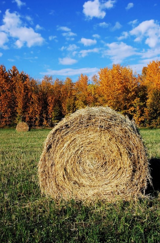 Hay Bale in a field in fall | Stock Photo | Colourbox